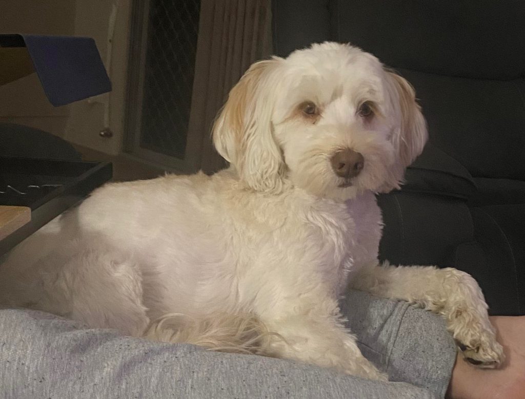 Burrinjuck Guardian Program – Burrinjuck Labradoodles