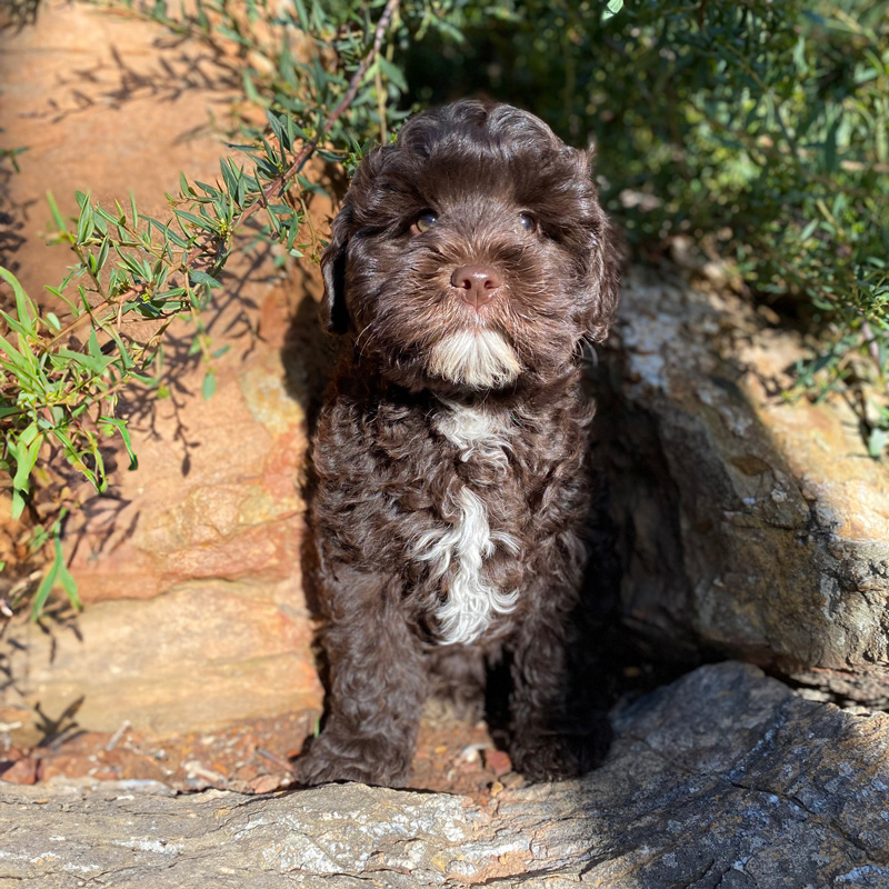 Burrinjuck Guardian Program – Burrinjuck Labradoodles