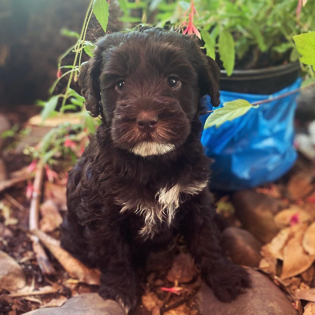 Burrinjuck Guardian Program – Burrinjuck Labradoodles