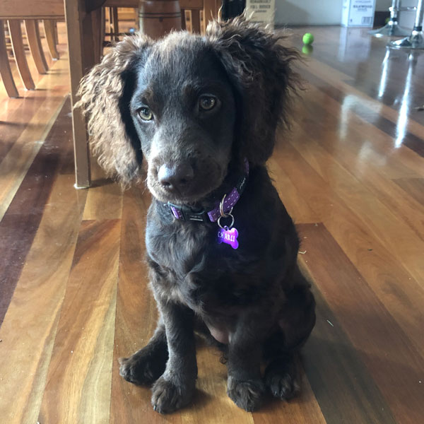 Coat Types – Burrinjuck Labradoodles