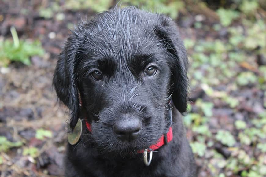 Coat Types – Burrinjuck Labradoodles
