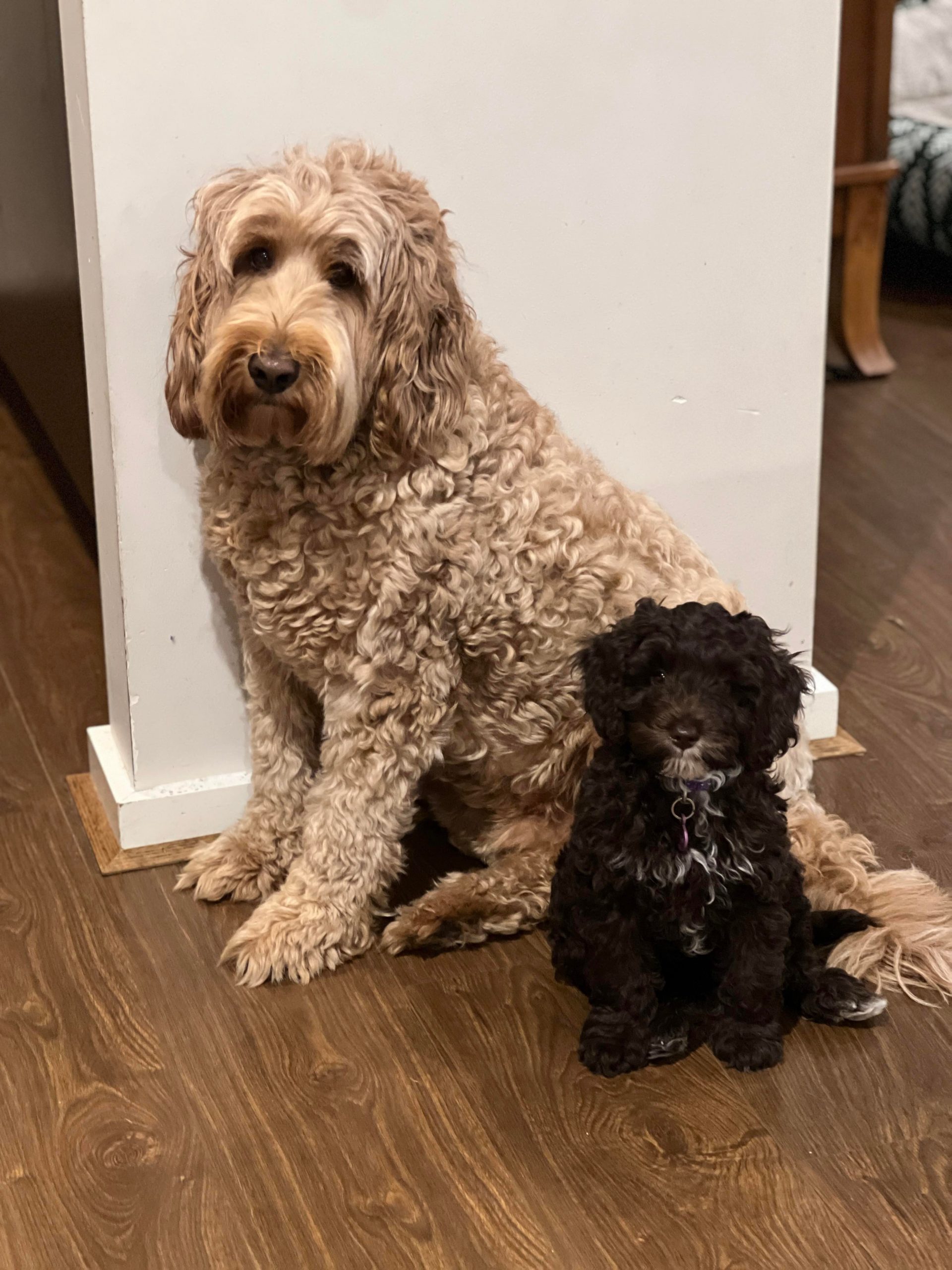 Introducing a new puppy – Burrinjuck Labradoodles
