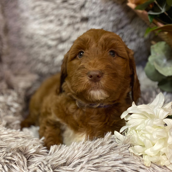 Burrinjuck Guardian Program – Burrinjuck Labradoodles