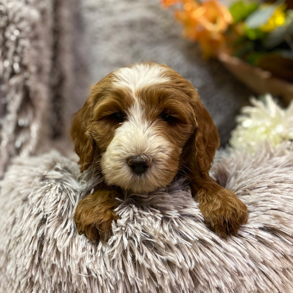 Burrinjuck Guardian Program – Burrinjuck Labradoodles