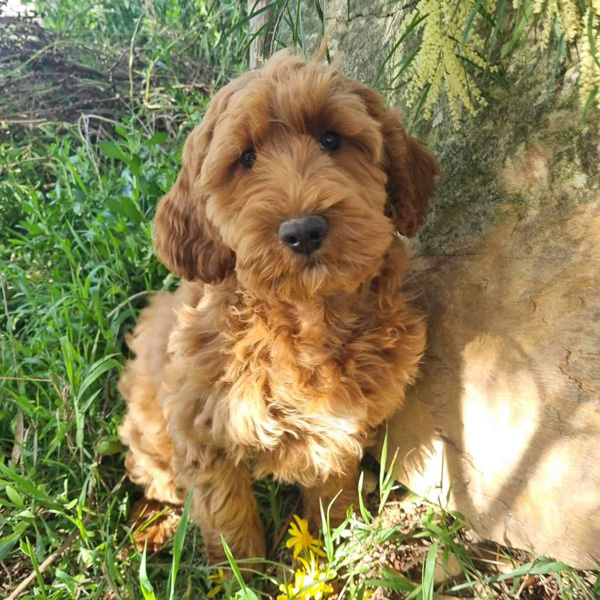 Burrinjuck Guardian Program – Burrinjuck Labradoodles