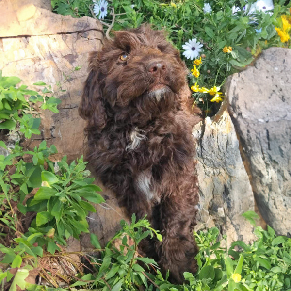Burrinjuck Guardian Program – Burrinjuck Labradoodles
